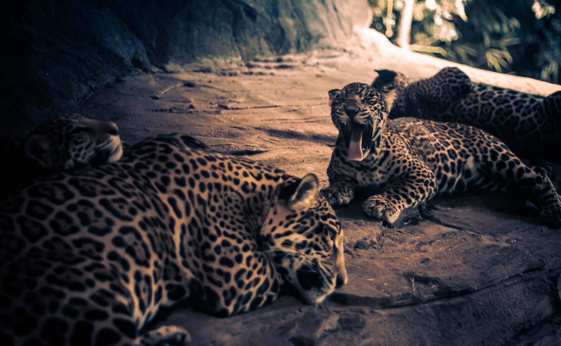 Photography: Animals & Nature - Brunner CreativeBrunner Creative